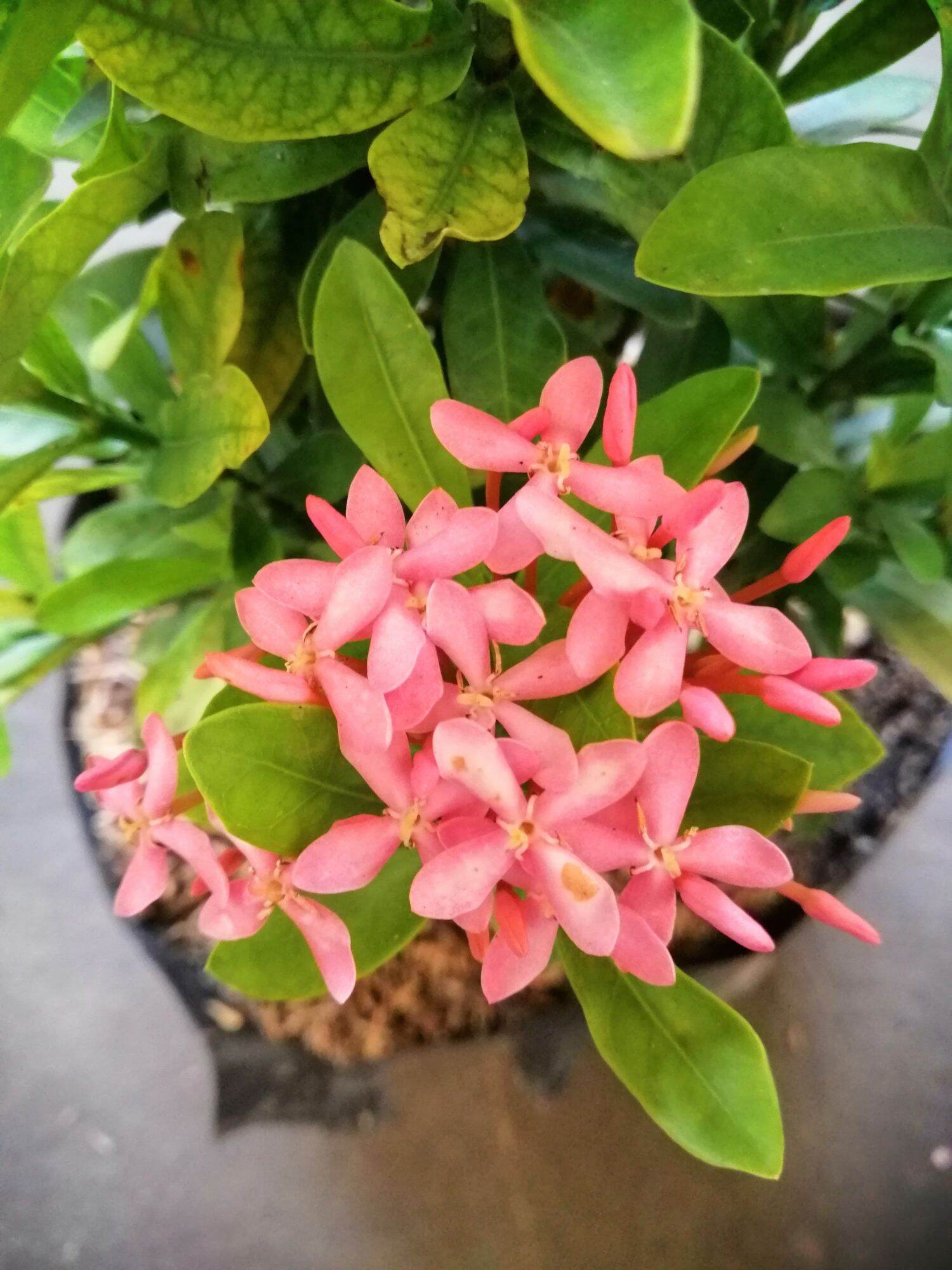 Variegated White and Scented Pink Yellow Santan and Dwarf Santan Pink ...