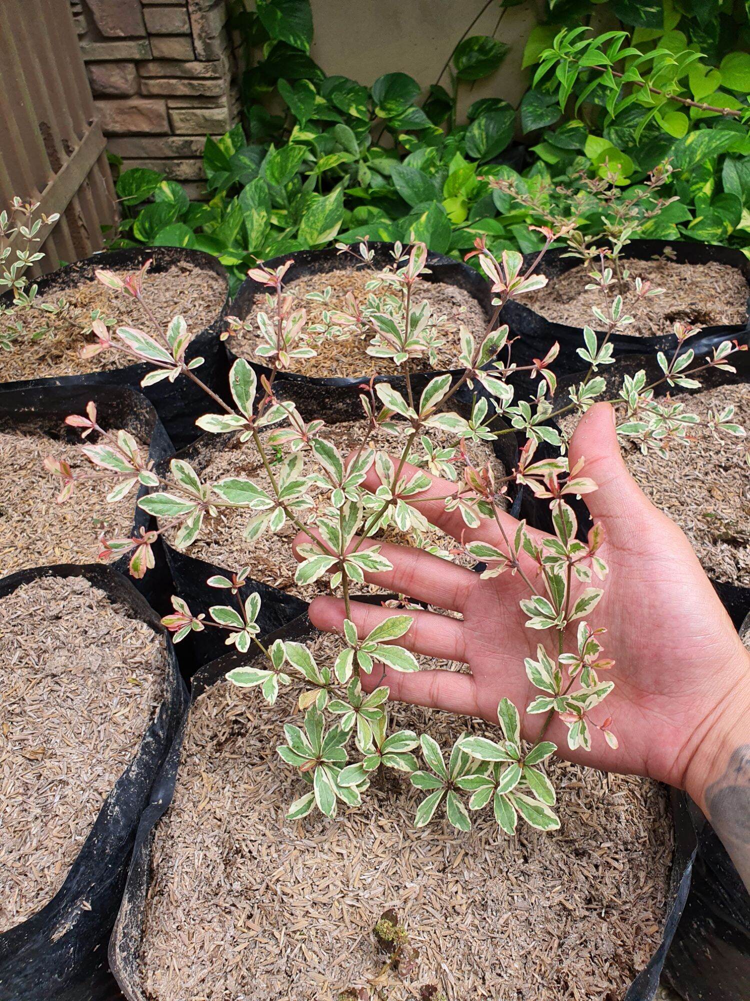 UPROOTED VARIEGATED AFRICAN TALISAY | Lazada PH