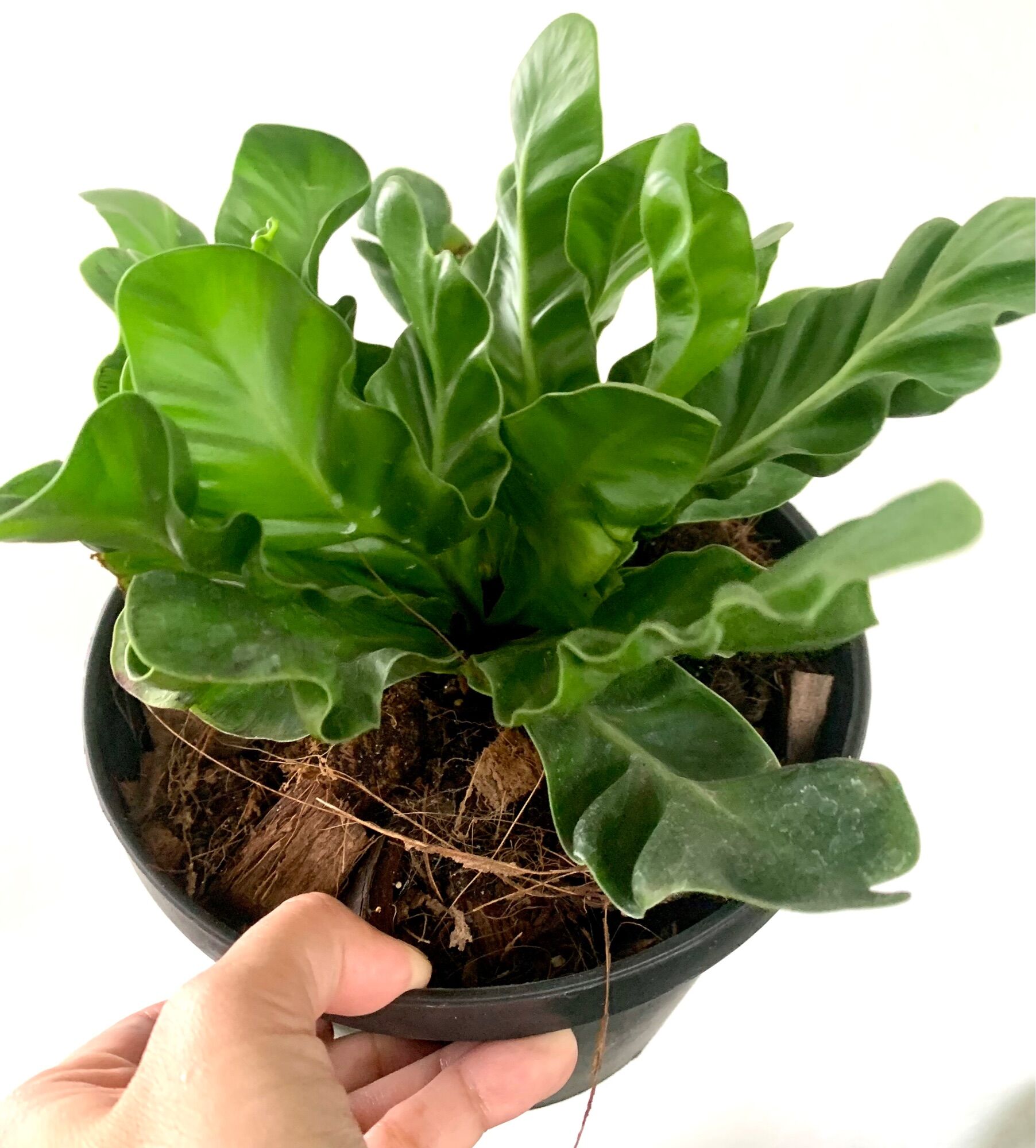Cobra Fern (Asplenium Nidus) | Lazada PH