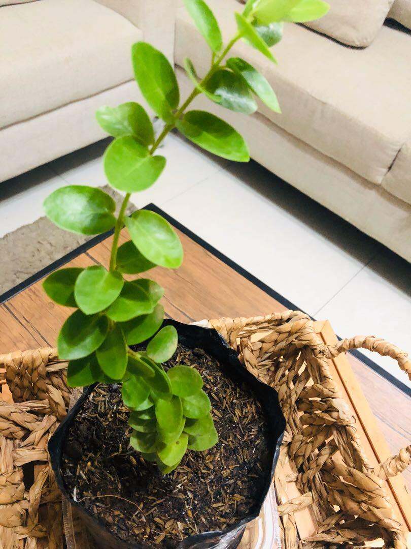 Millionaire plant Lucky plant with FREE Fertilizer and free Pot Live ...