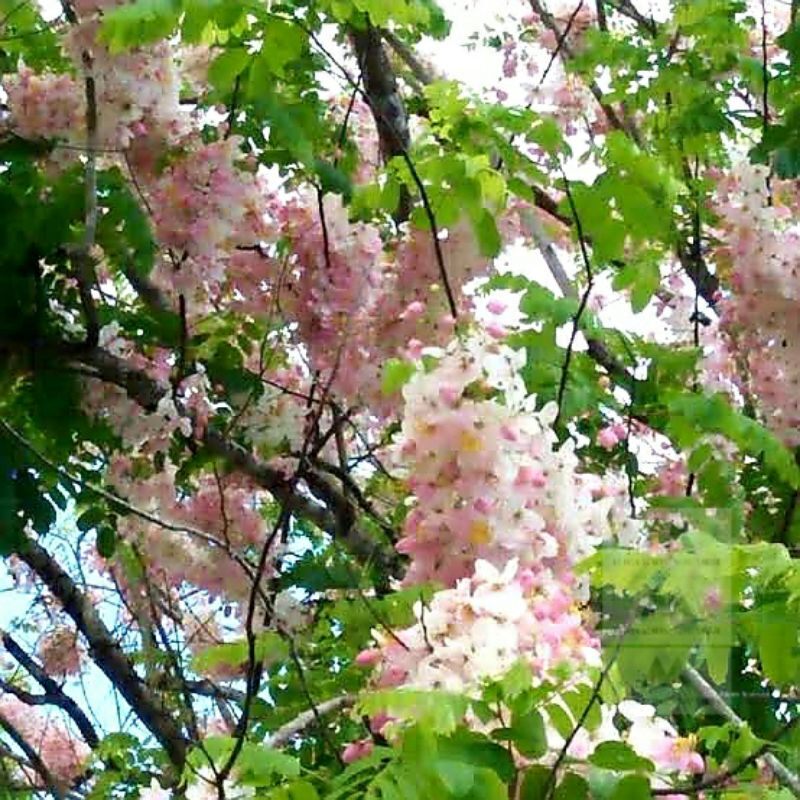 Palawan Cherry Blossoms /Balayong seedlings | Lazada PH
