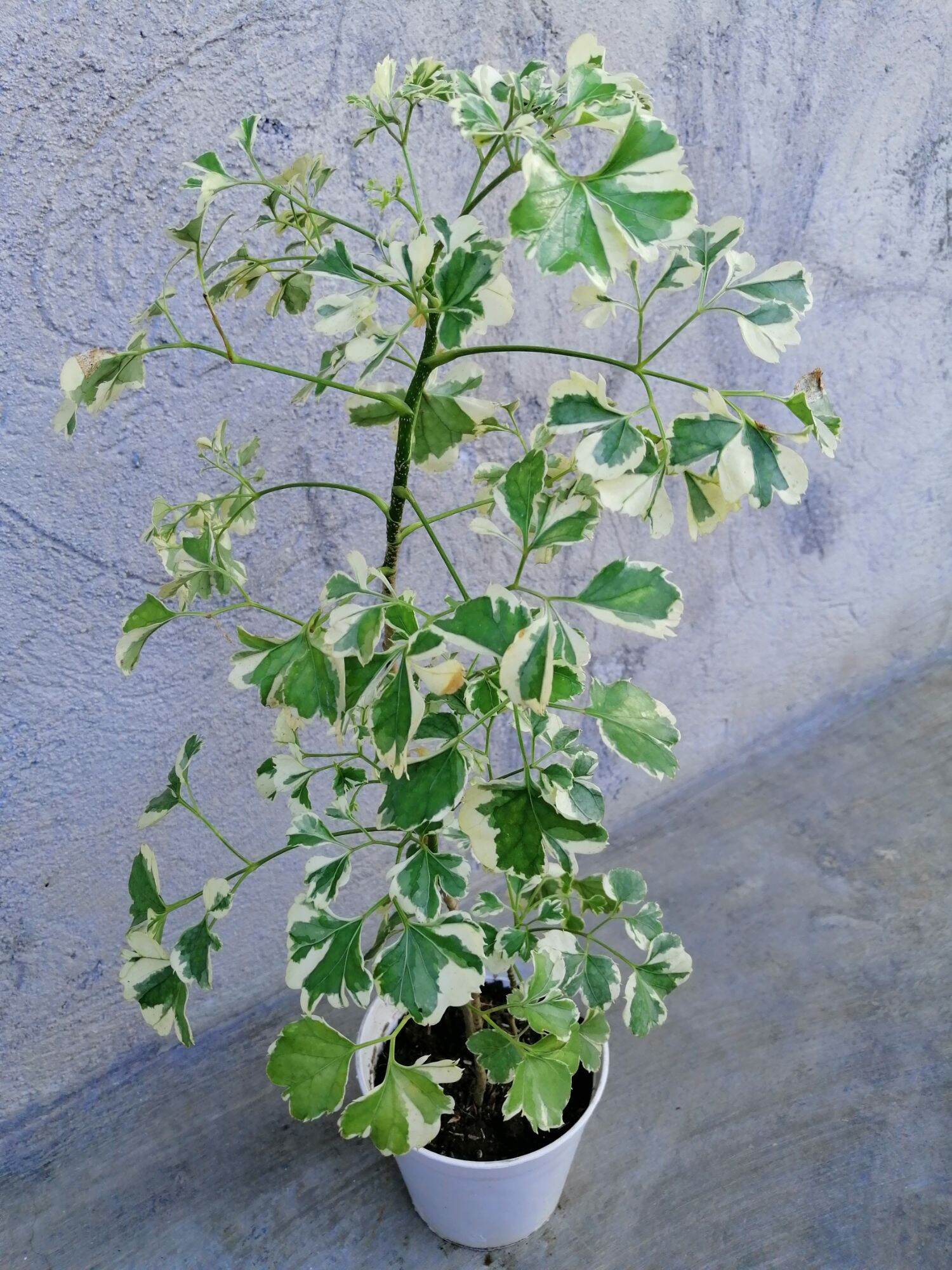 Polyscias guilfoylei, variegated, free white pot, geranium aralia ...