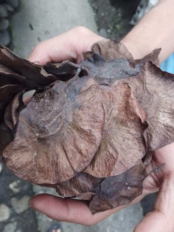 Narra tree seeds(20 seeds pack) | Lazada PH