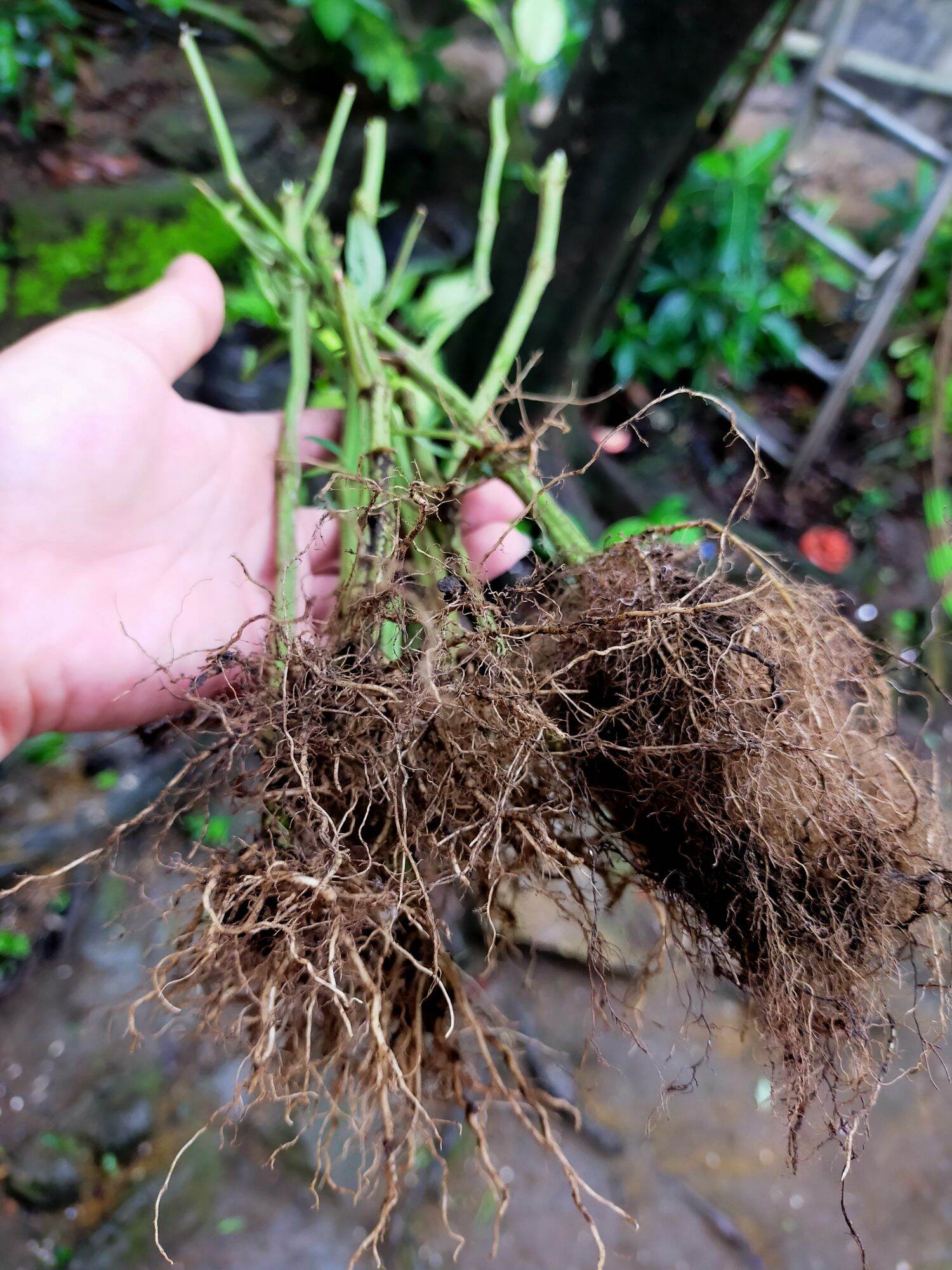 SERPENTINA FRESH / DRIED LEAVES ONLY ( SEEDS) | Lazada PH