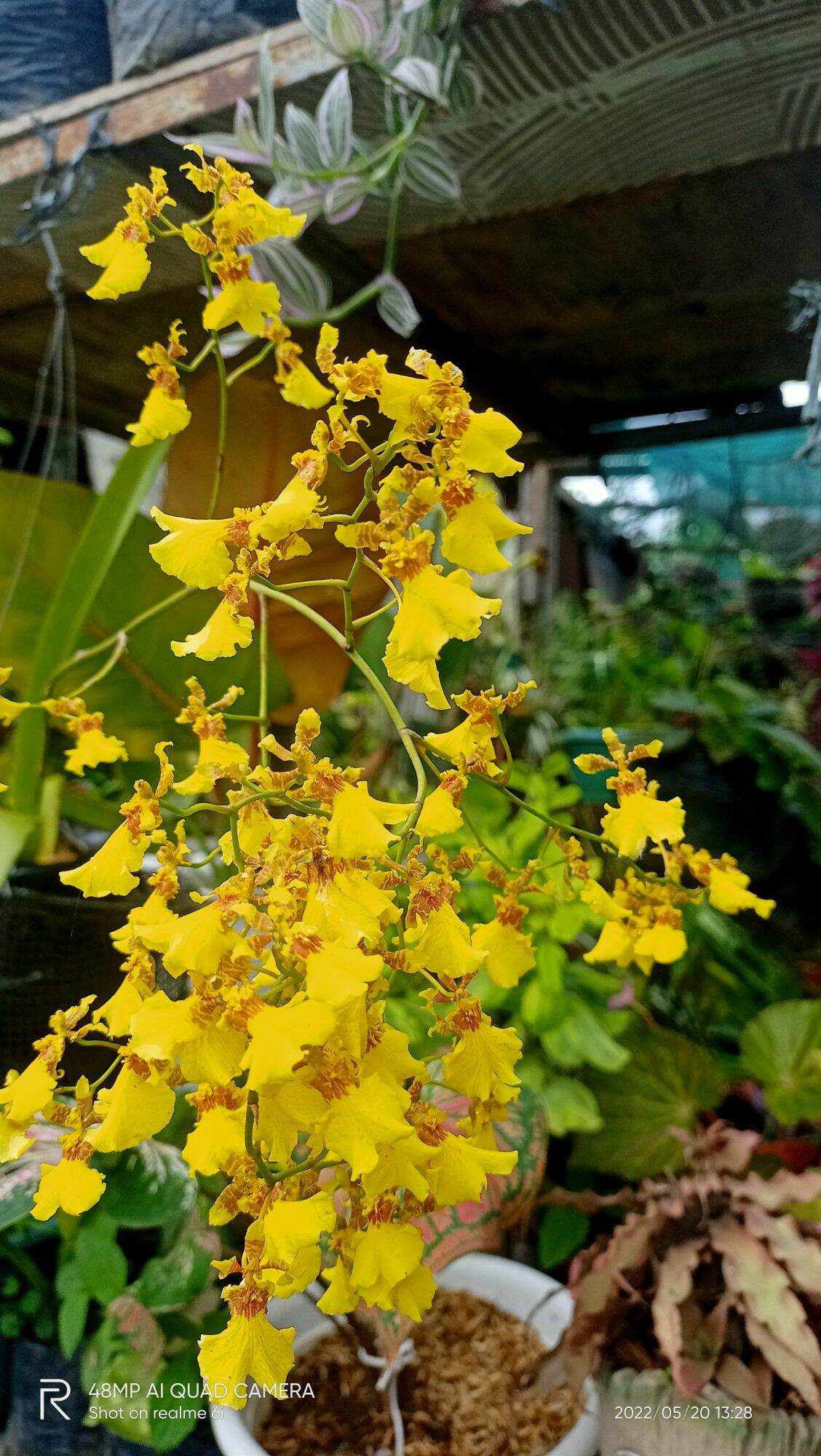 Dancing-Lady Orchids plant with FREE fertilizer | Lazada PH