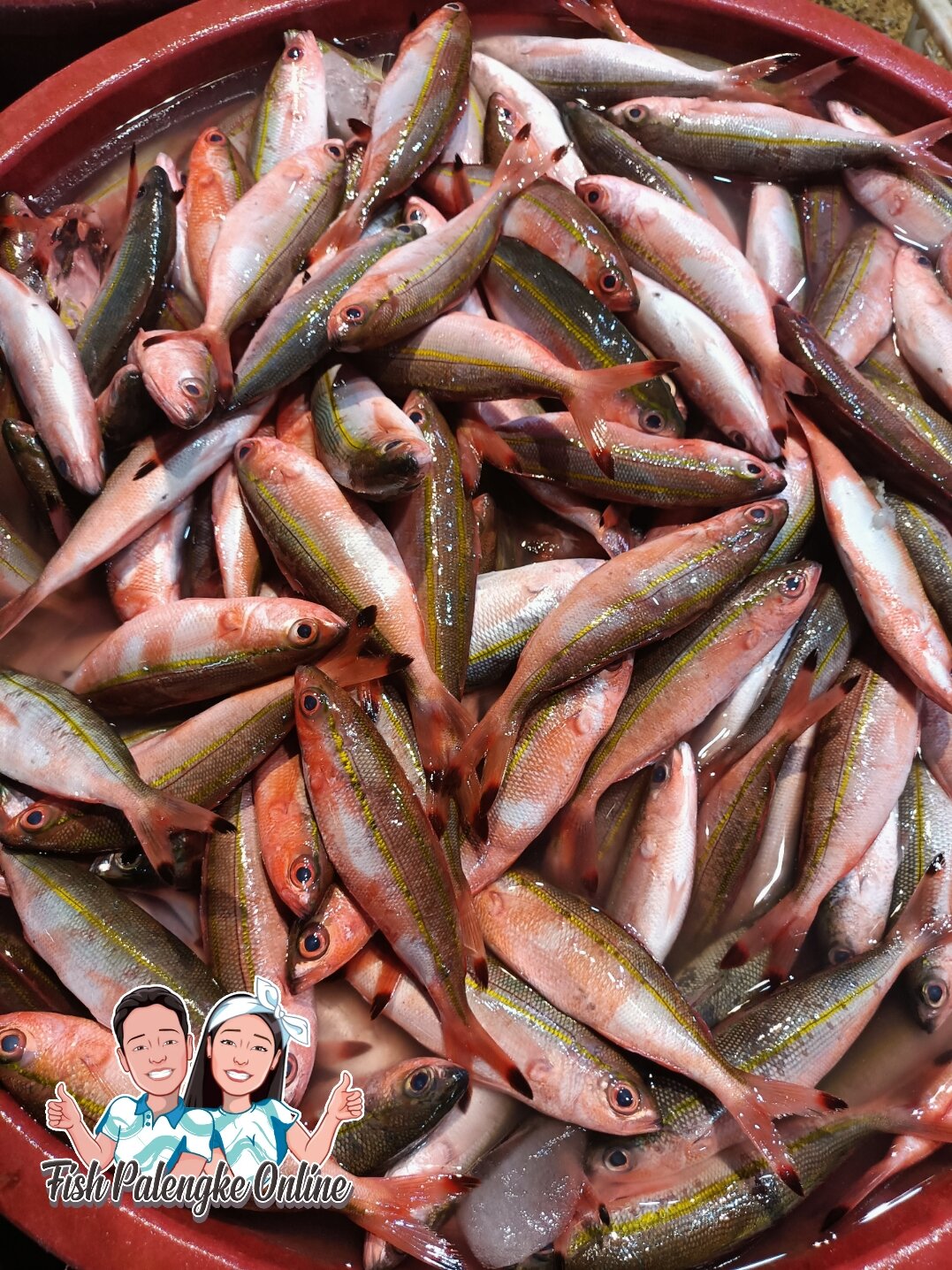 Dalagang Bukid Bilog, Dalagang Bukid 1kg | Lazada PH