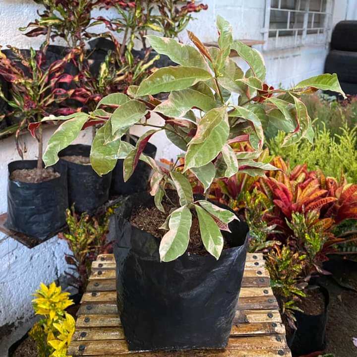 Live Plant Uprooted Picara Plant Indoor Plant Outdoor Plant Flowering ...