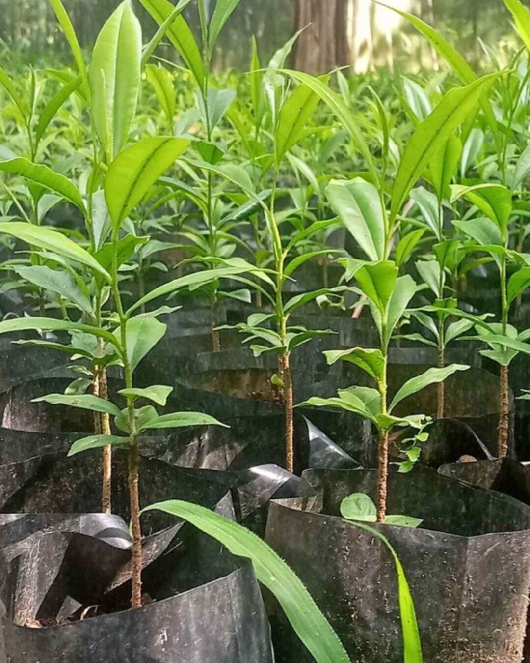 Agarwood malacensis seedlings 8-15nches | Lazada PH