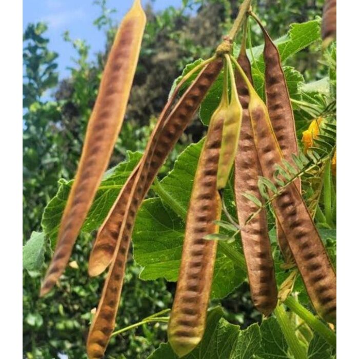 Ipil-ipil seeds for planting (70SEEDS) | Lazada PH