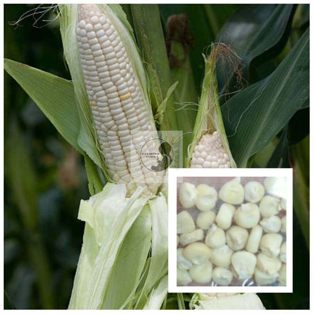 waxy corn hybrid seeds for planting ( 3 seeds ) VEGETABLES | Lazada PH