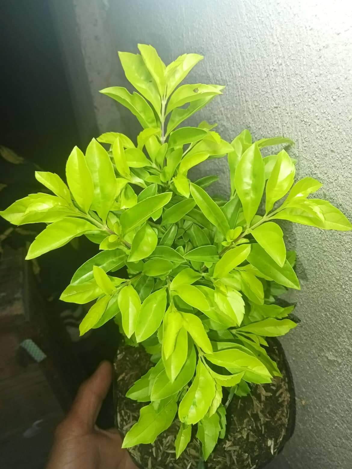 Var. GOLDEN BOX plant / Golden Box neon | Lazada PH