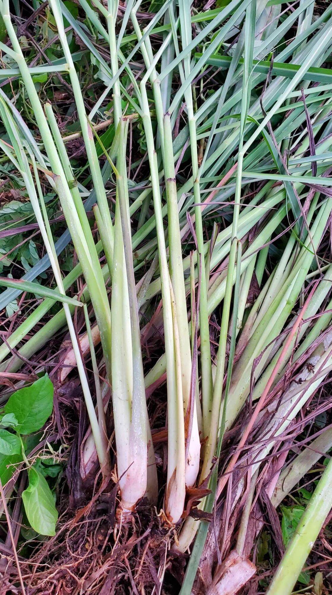 Lemon grass/ tanglad Uprooted Pangtanim (1, 5, 10pcs) | Lazada PH