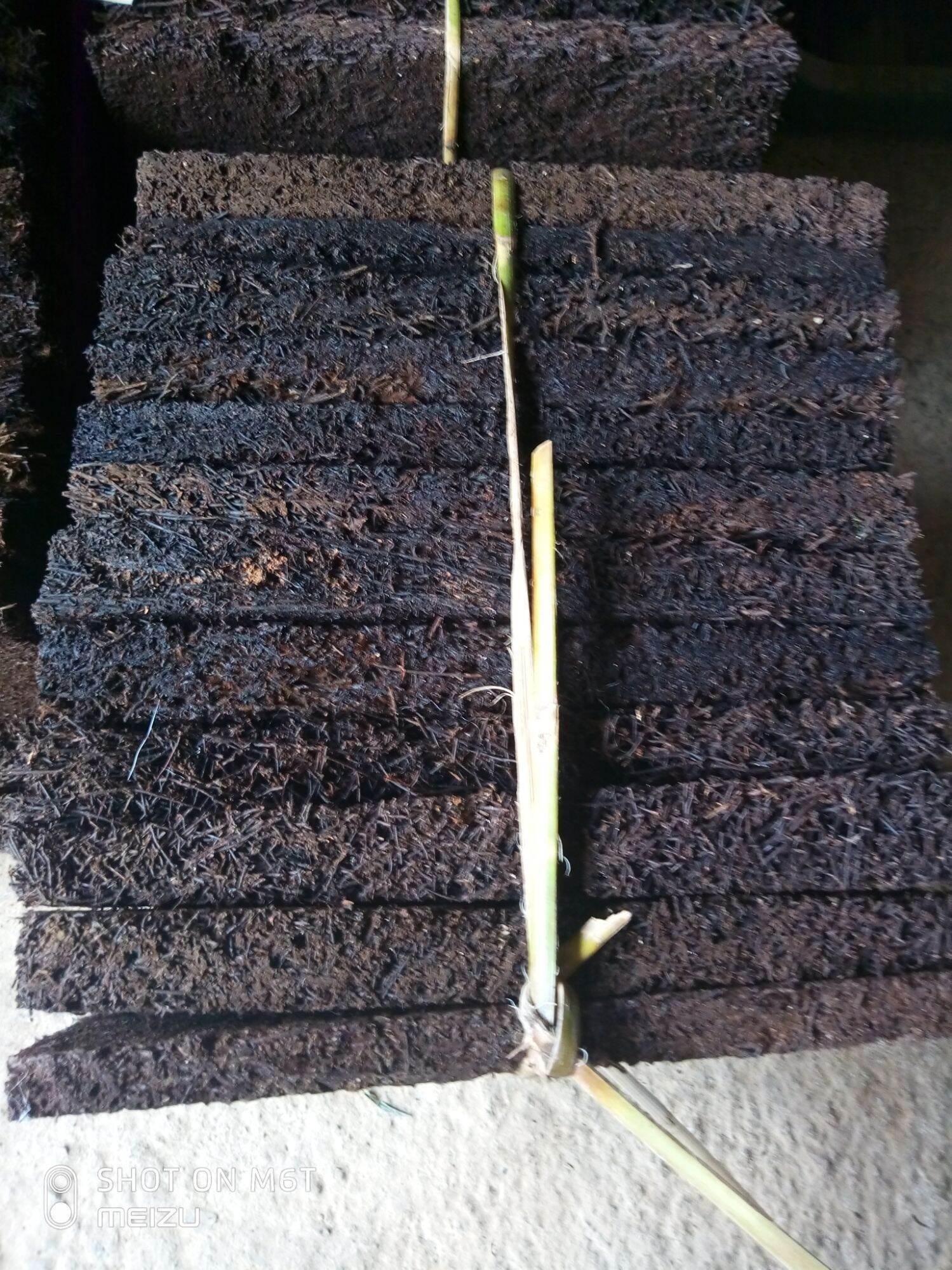 Fern Slab For Orchids 3pcs | Lazada PH