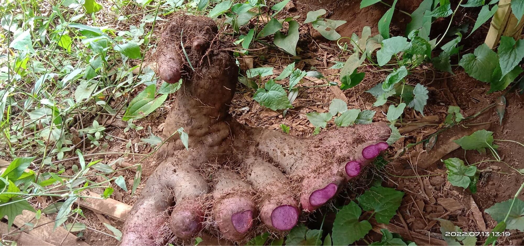 Pure ube 120 per kilo(RAW UBE) Fresh from the farm | Lazada PH