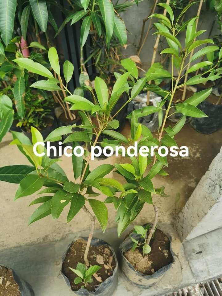 Live Plant Chico Ponderosa Tree Plant Fruut bearing Tree Plant Indoor ...