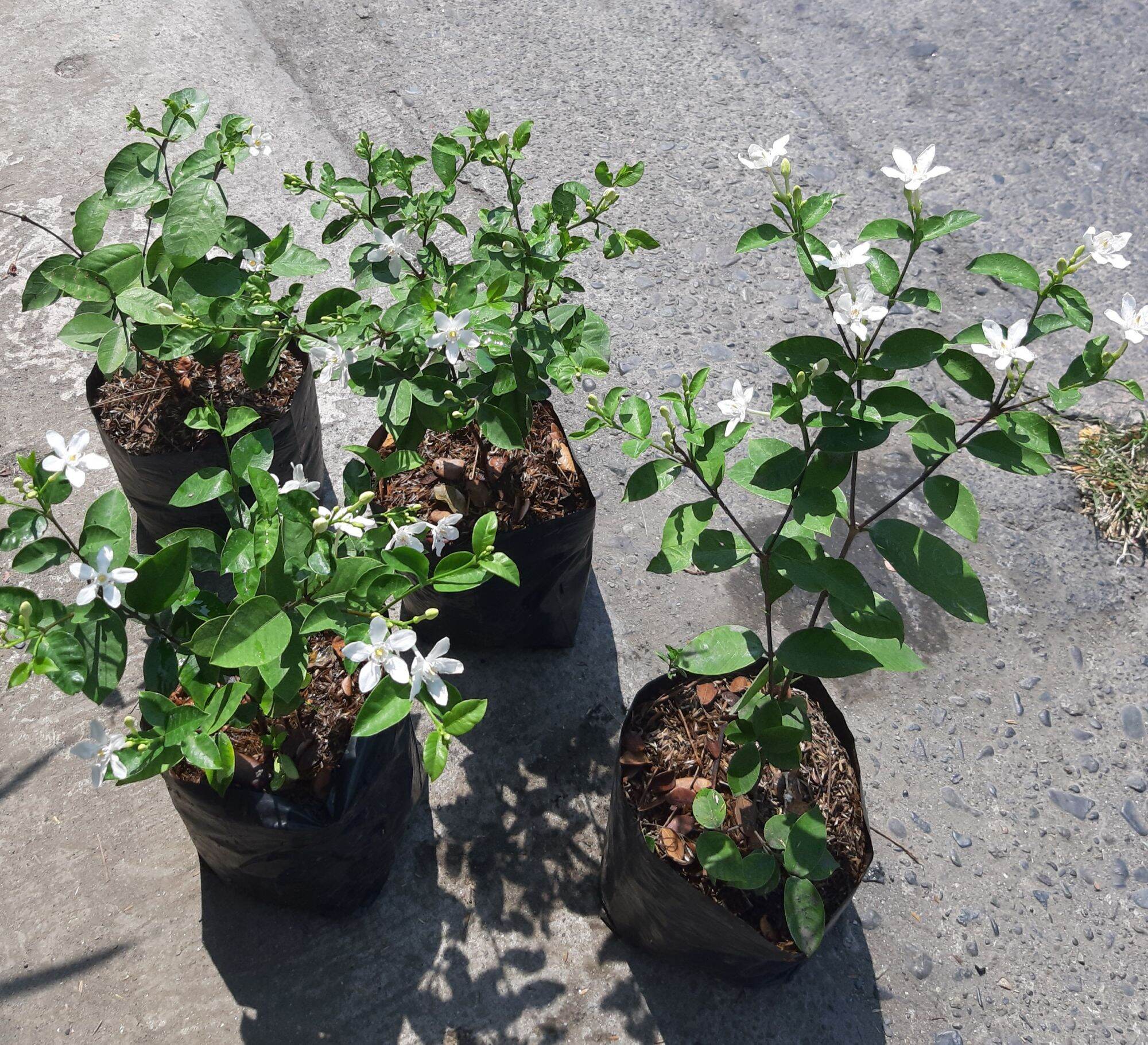 White Angel Plant with free uprooted 1 small elephant ear | Lazada PH