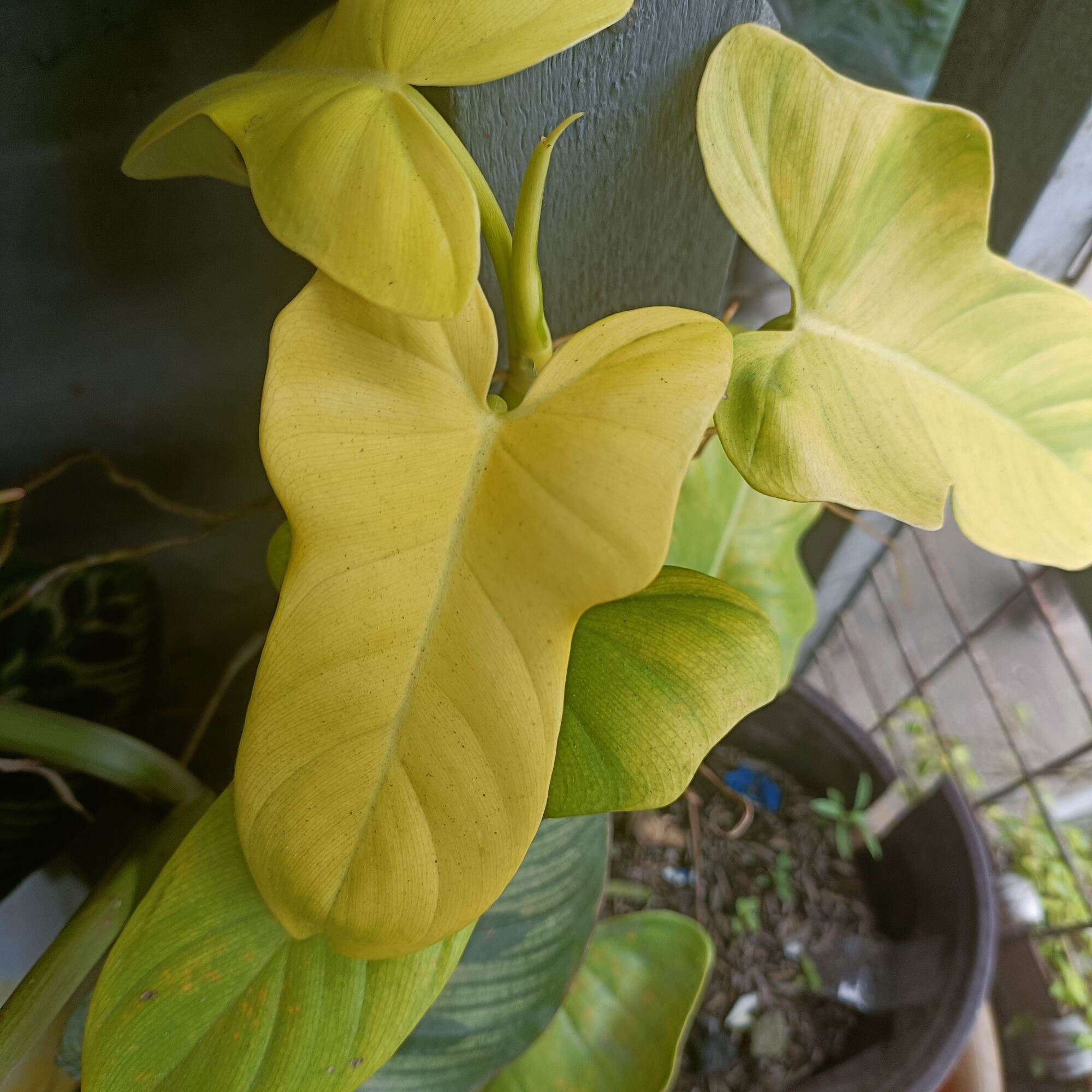 Philodendron golden bipen | Lazada PH