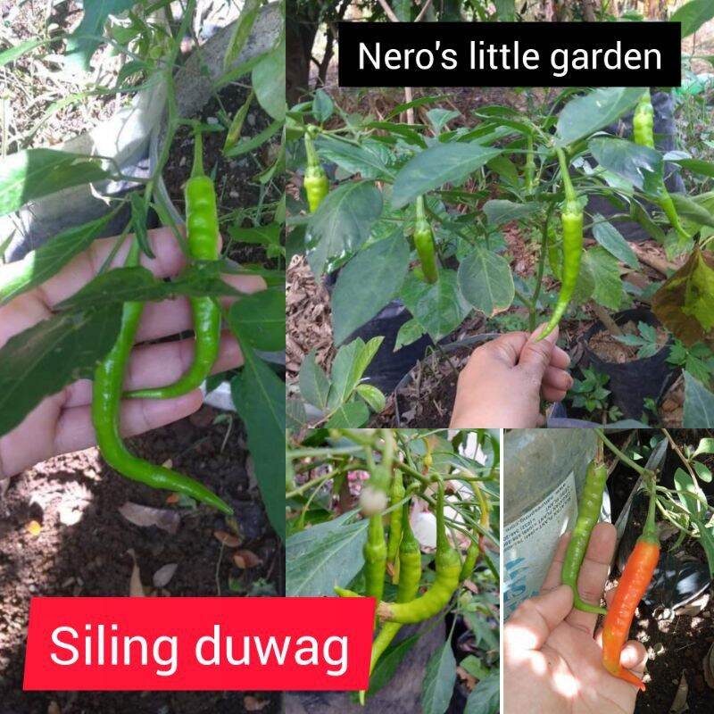 Nero's Siling Duwag (10 seeds) | Lazada PH