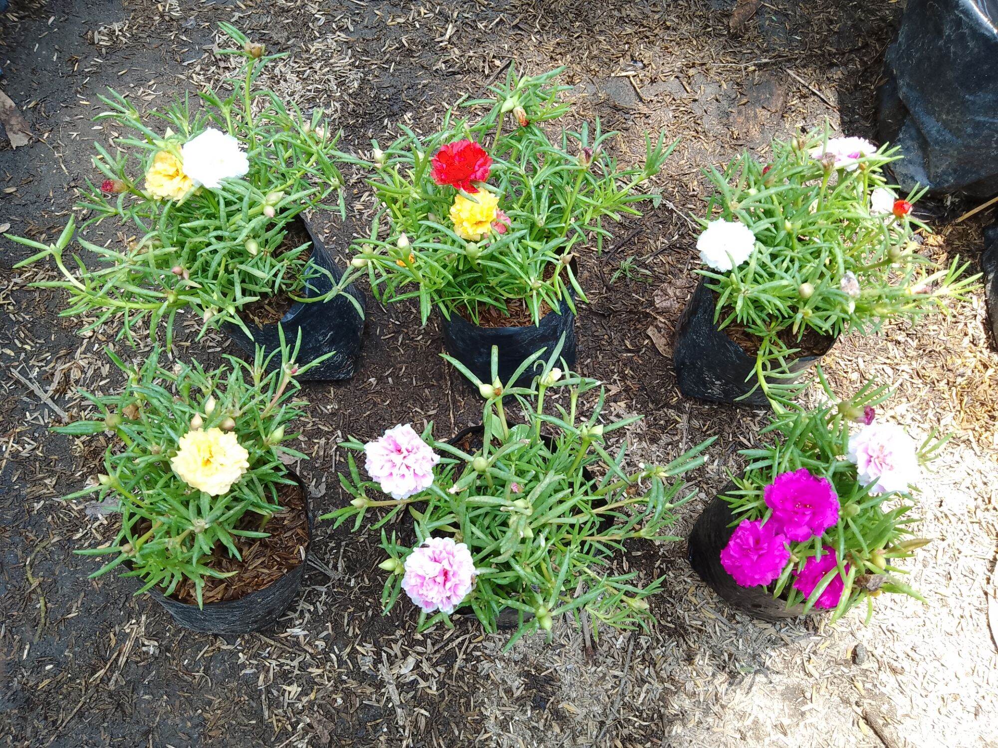 ‼️ROOTED 💯VIETNAM ROSE 🌹 Assorted colors💚 ALEMBONG/ alas diyes Live ...