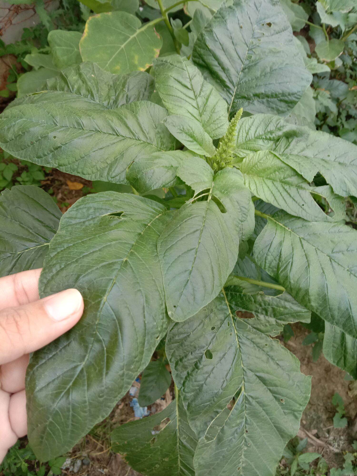 Giant kulitis/ hybrid kulitis seeds (100 seeds/pack) | Lazada PH