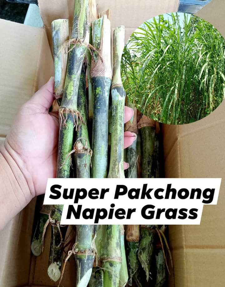 Super Pakchong Napier 24 pcs Cuttings | Lazada PH