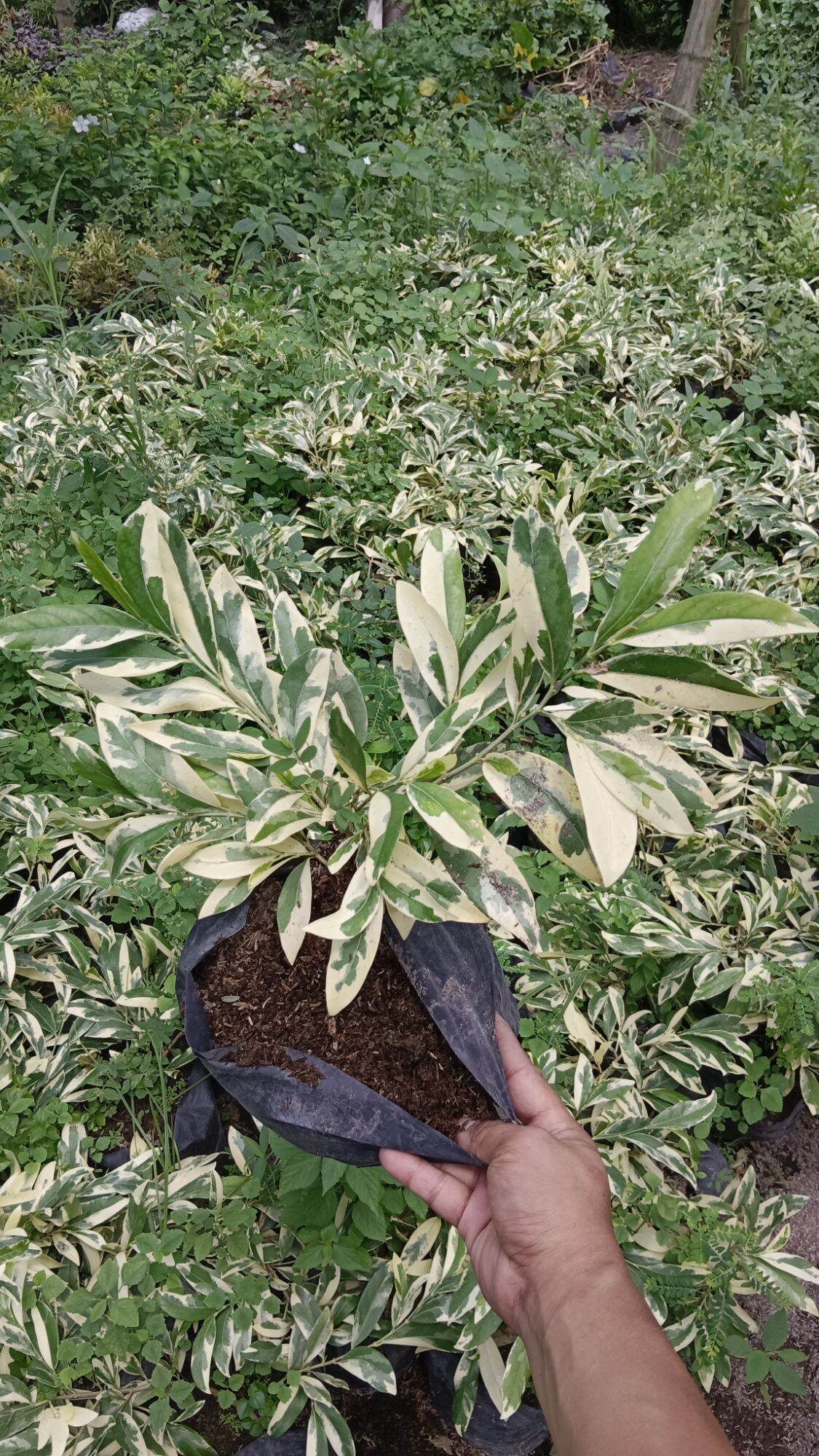 Matdo Variegated Suregada multiflora best for landscaping outdoor ...