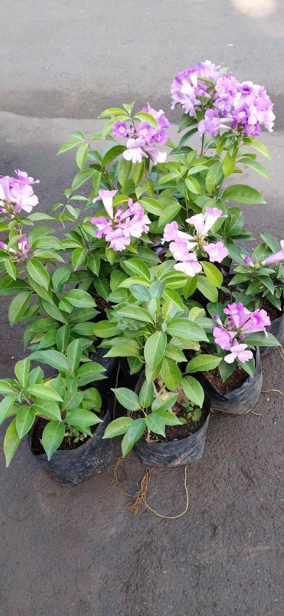 Live Plant Plant Tree Garlic Vine Outdoor Plant Indoor Plant Hanging ...