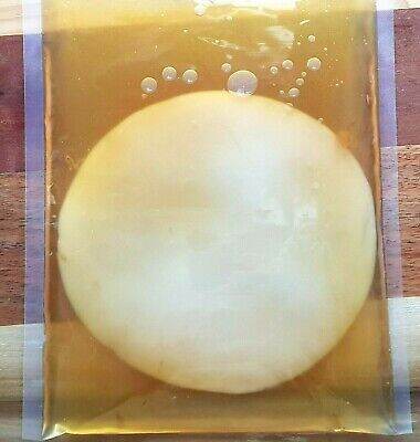 Kombucha SCOBY with STARTER TEA in a Vacuum Sealed Bag| Handcrafted and ...