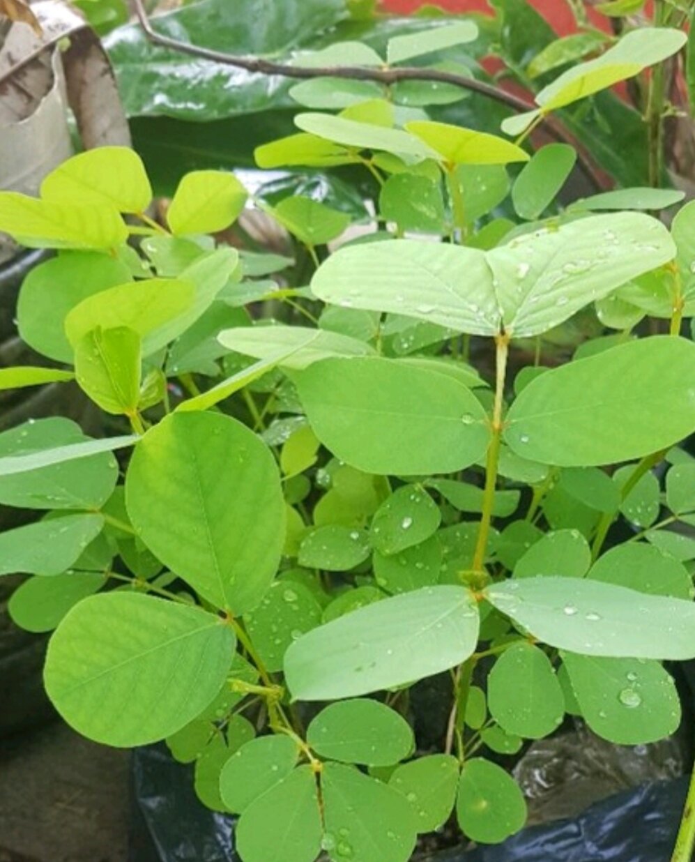 acapulco 2 para s makakating balat katas ng dahon nito read description ...