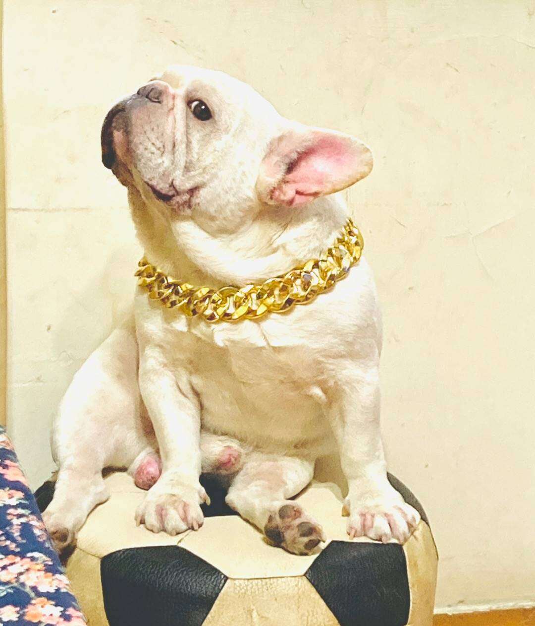 2023ah Oversized Dog Pet Neckband Necklace the Labrador Retriever ...