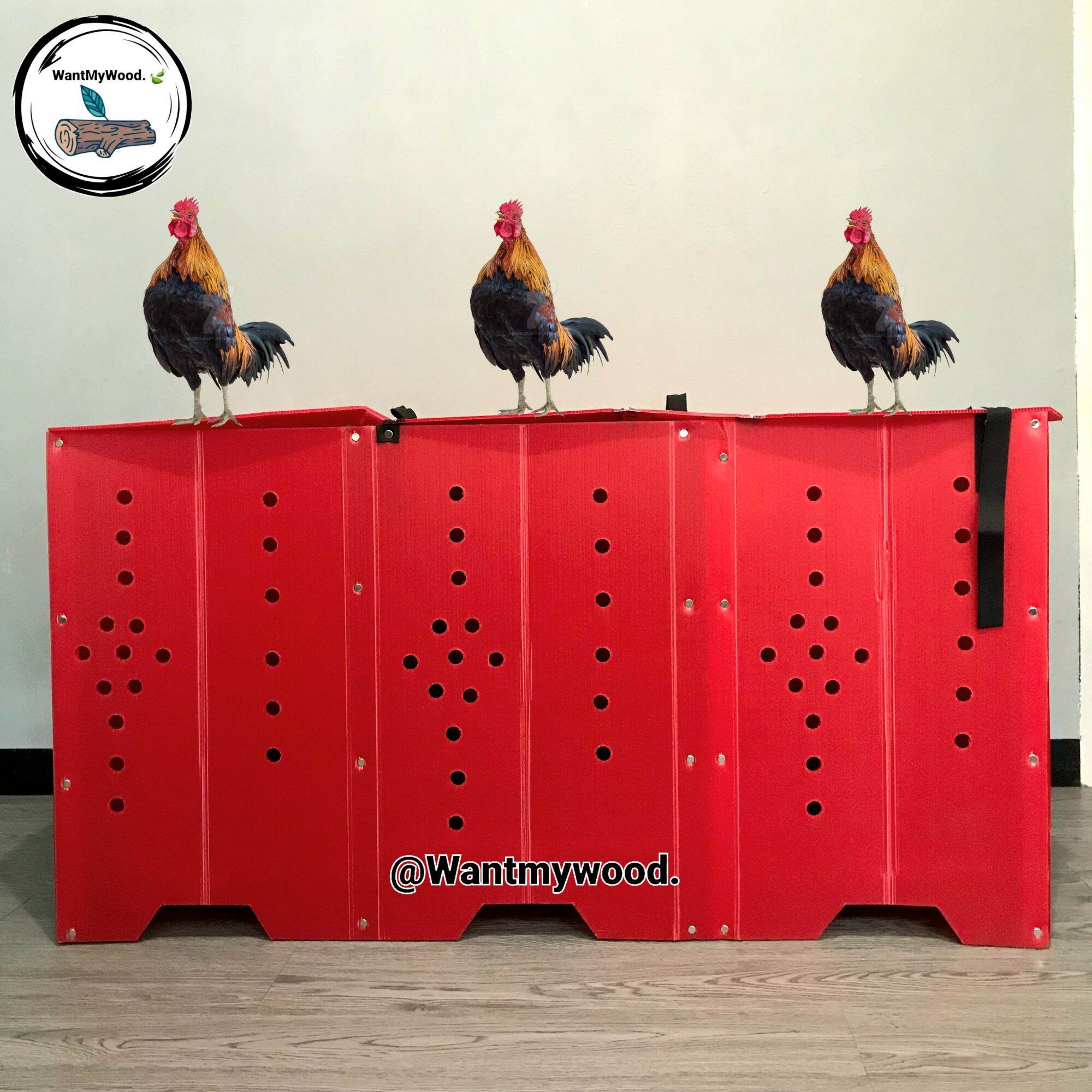 Manok Sabong Import Understanding Backyard Breeding In Sabong Culture