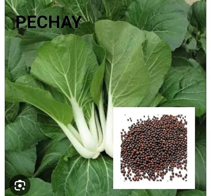 Hybrid pechay seeds for planting ( 50 Seeds) | Lazada