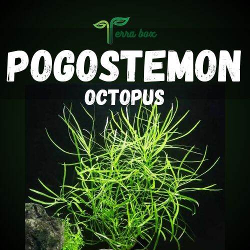 POGOSTEMON AQUATIC PLANTS: ERECTUS, STELLATUS, OCTOPUS | Lazada PH