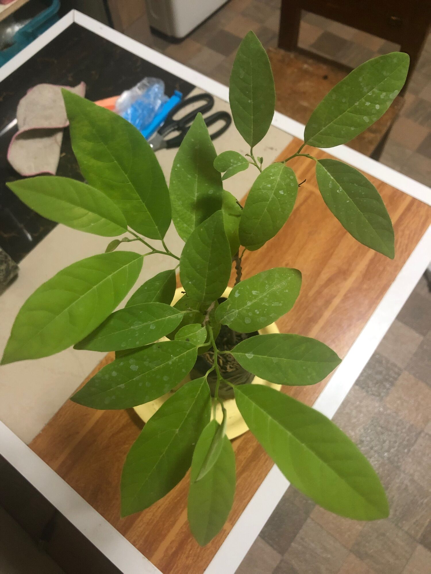 Calamansi/ Guava/ Atis/ Duhat/ Sampalok | Lazada PH
