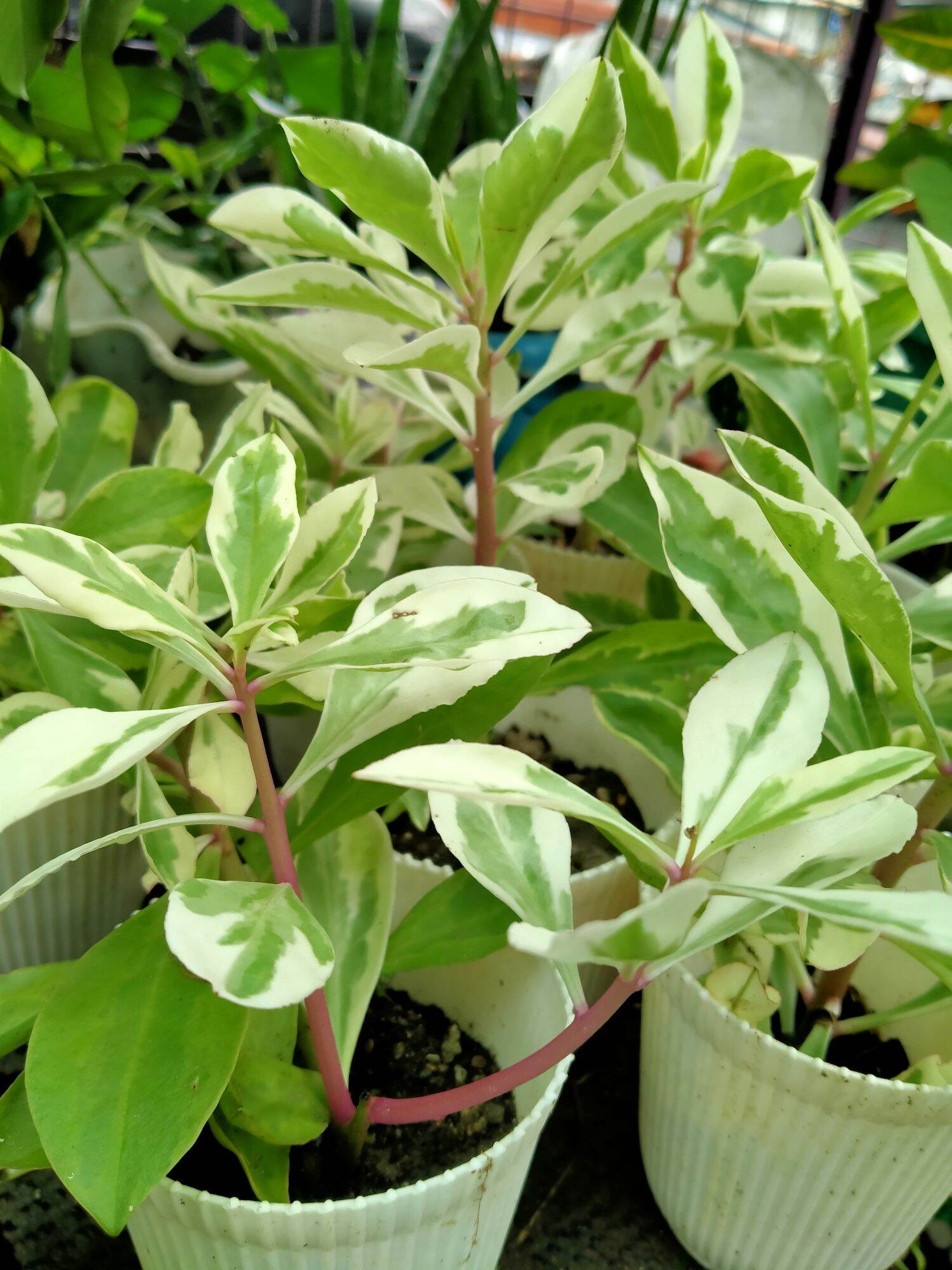 Moa plant/ Mowa varigated white green, Rooted in white pot | Lazada PH