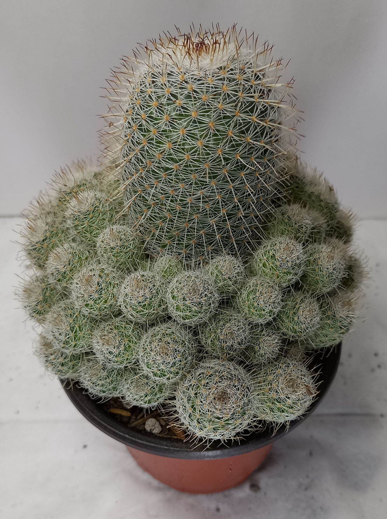 Mammilaria Cactus,Clumping with multiple pups,with free pot and pebbles ...