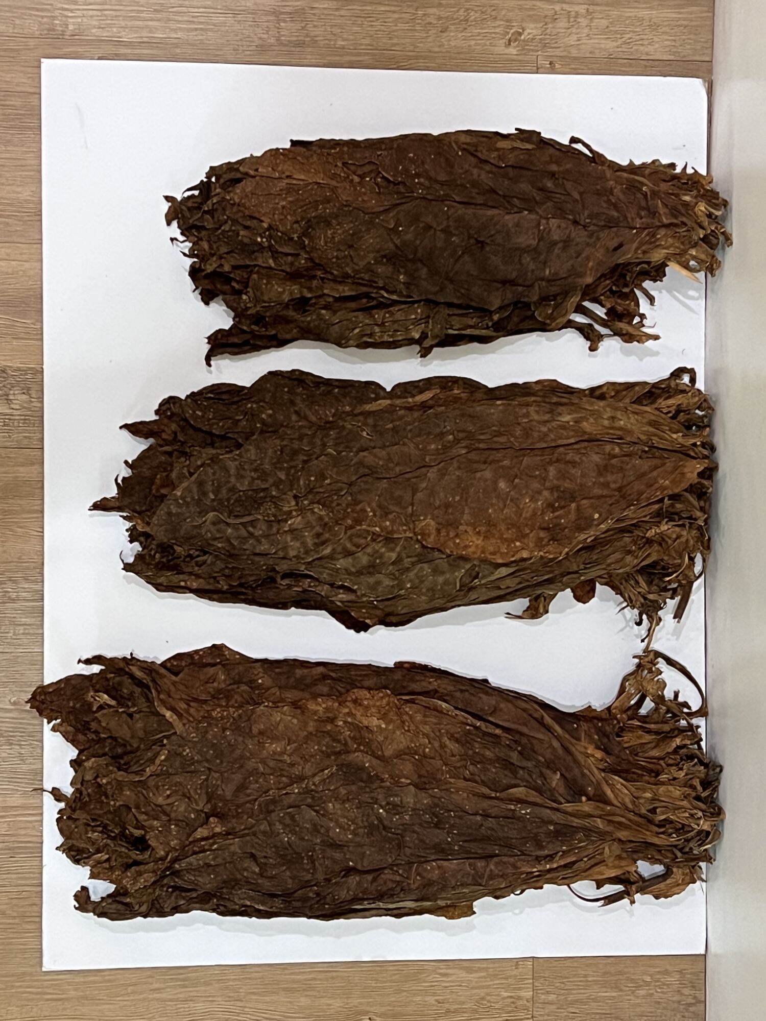 Tabako | Tobacco 10 pcs Dahon ng tabako | Lazada PH