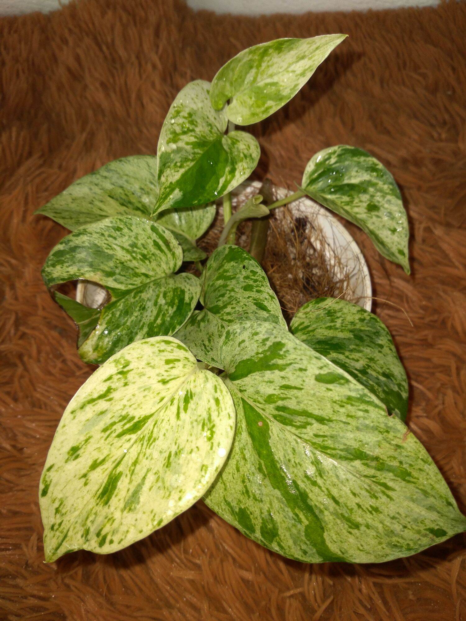 MARBLE QUEEN PHOTOS ( LIVE PLANT) | Lazada PH