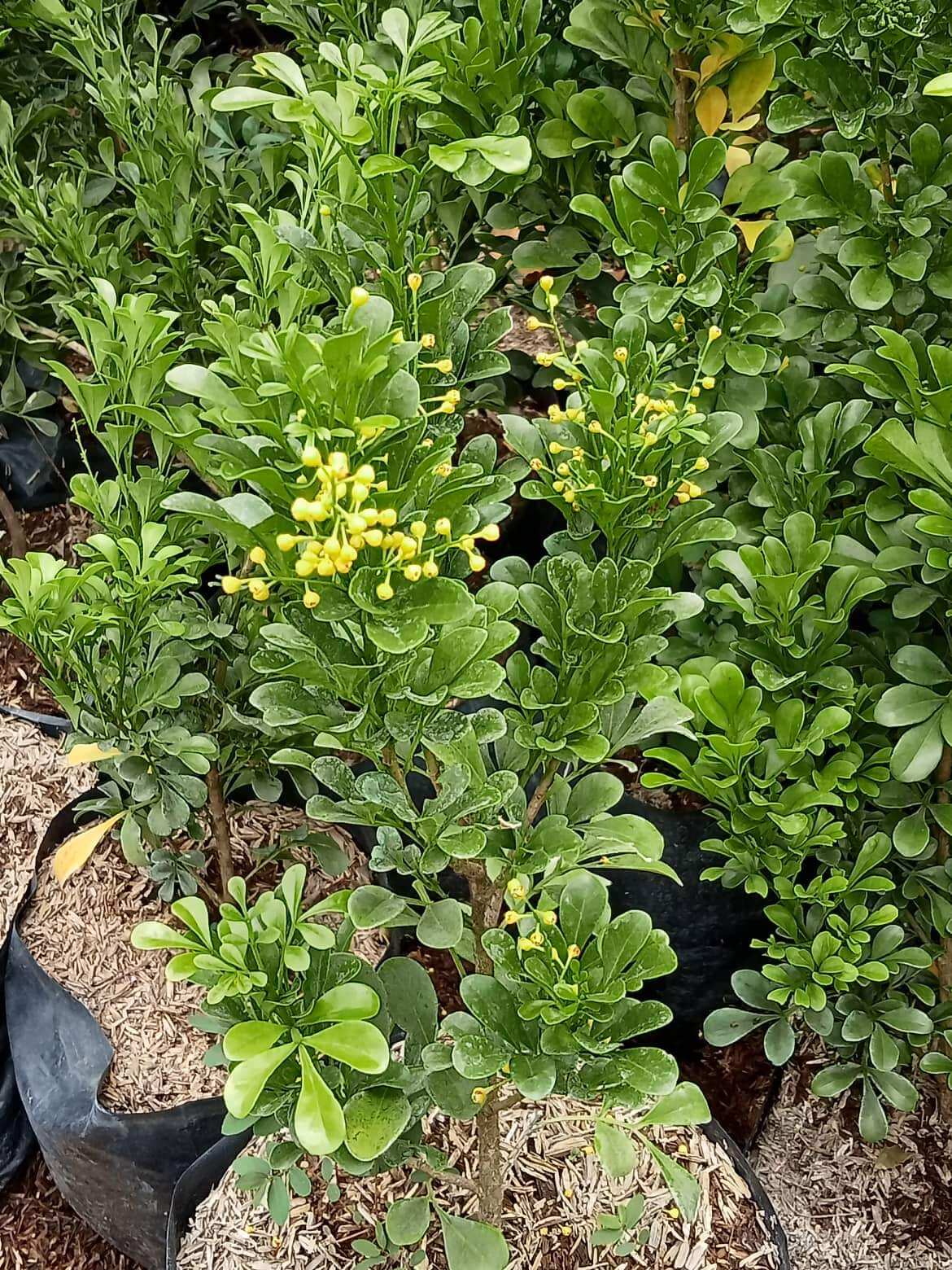 Chinese Perpume plant Cinamomo sweet scented fragrance Luzon only ...