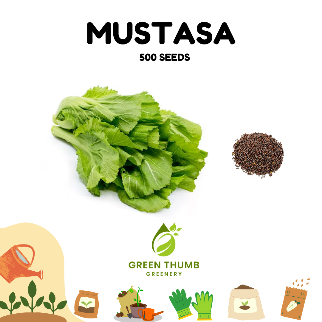 MUSTASA SEEDS / SUPER EDEL VARIETY - 500pcs | Lazada PH
