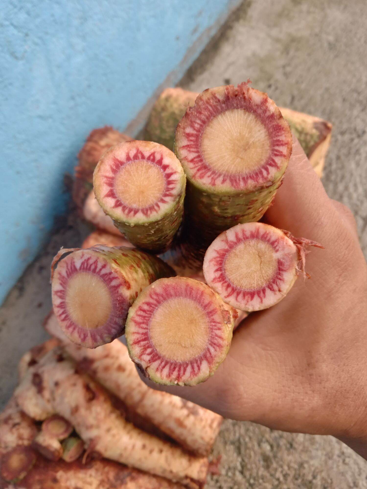 RED ALINGATONG ROOTS FRESH | Lazada PH