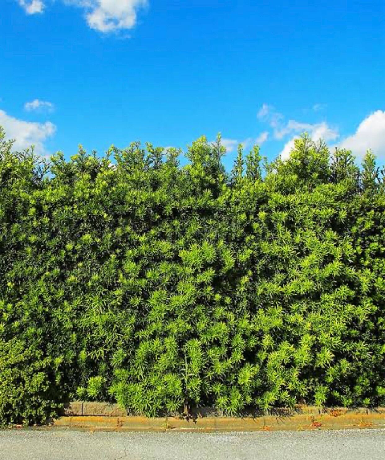 BAKOD NG MAYAAMAN OUTDOOR MAKI PODOCARPUS | Lazada PH