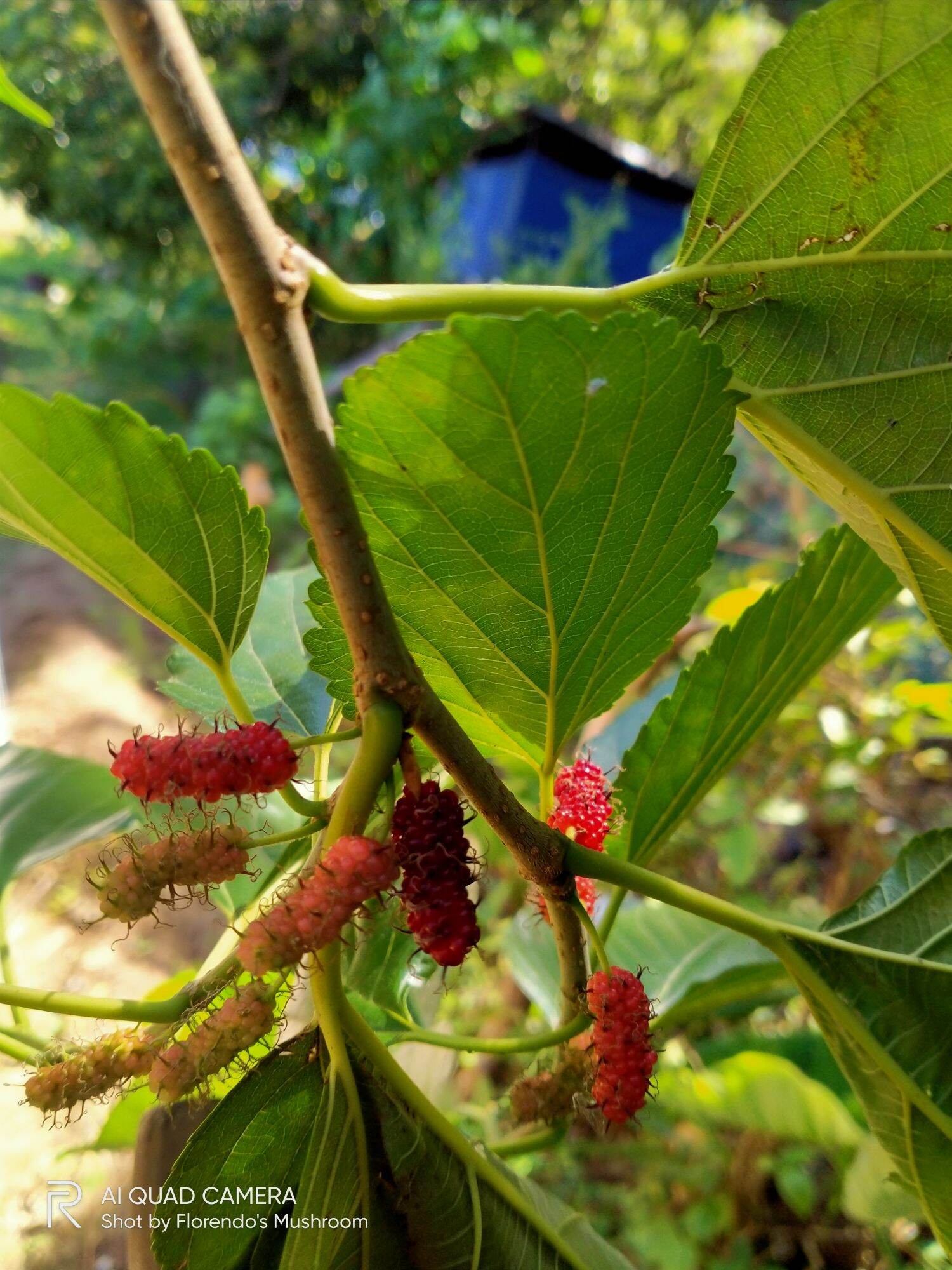 Mulberry Cuttings | Lazada PH