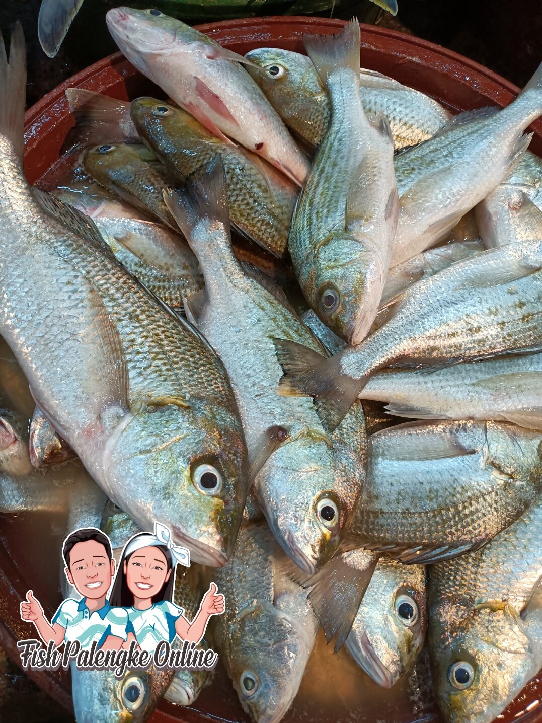 Bacoco Fish, Bacoco 1kg | Lazada PH