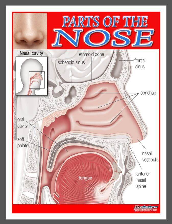Parts Of The Nose For Grade 3 Sense Organs
