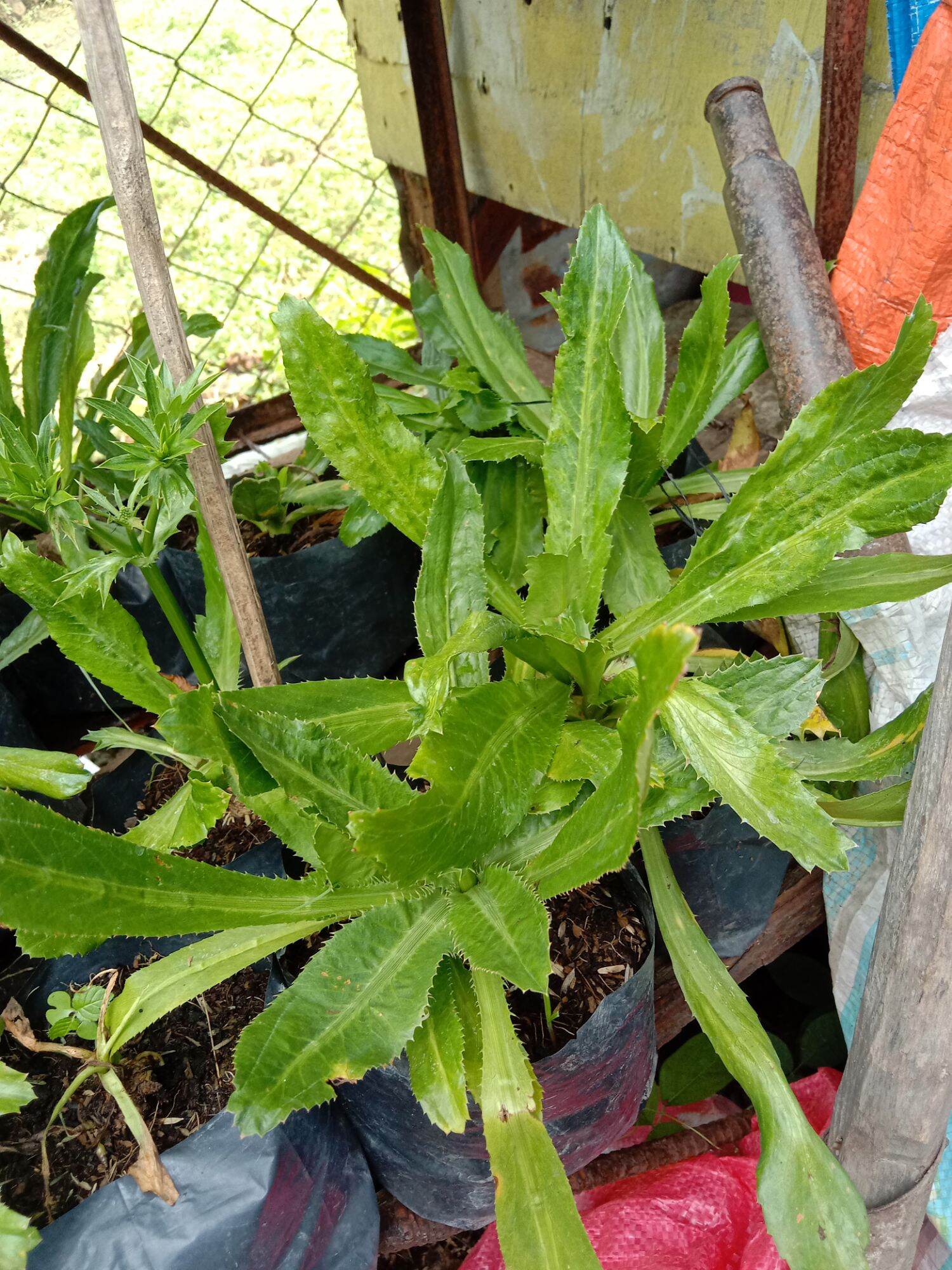 Sawtooth coriander | Lazada PH