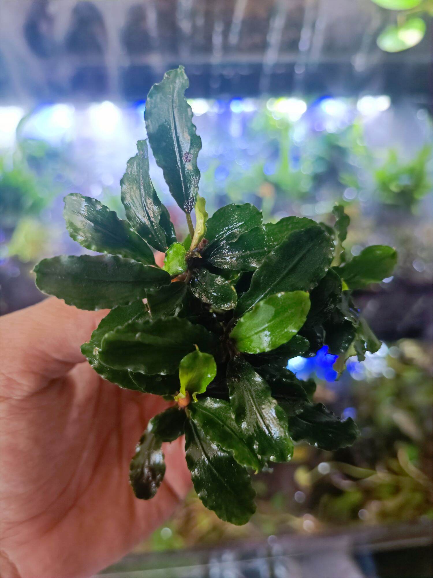 BUCEPHALANDRA MINI PHANTOM | Lazada PH