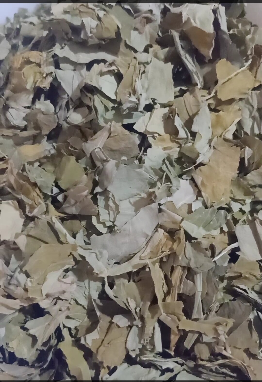 Dried Gabi leaves exported from bicolandia natong,, Ready to cook ...
