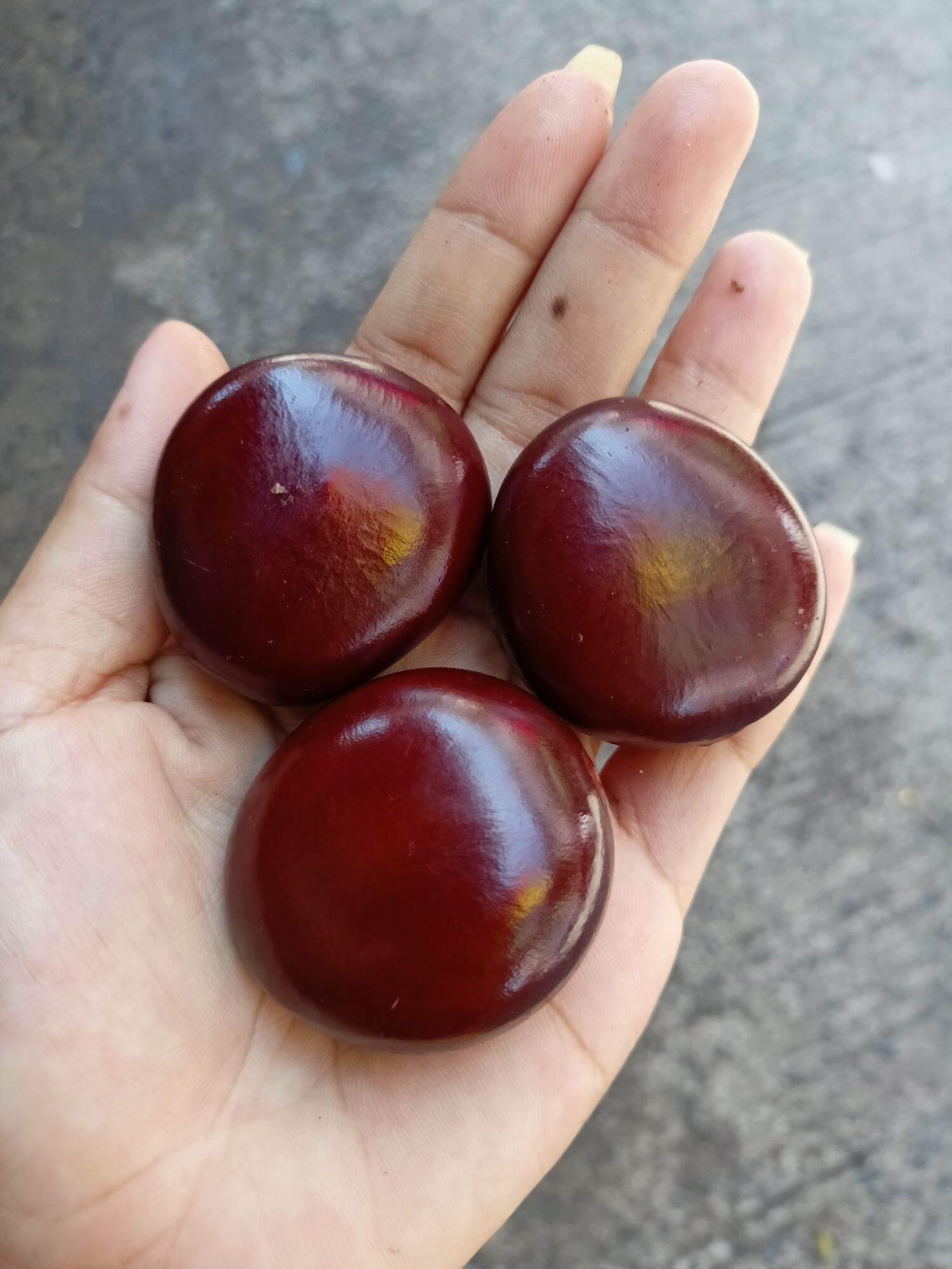 buto ng bayugo/1pcs,/mabisang pampaswerte sa trabaho negosyo at hanap ...