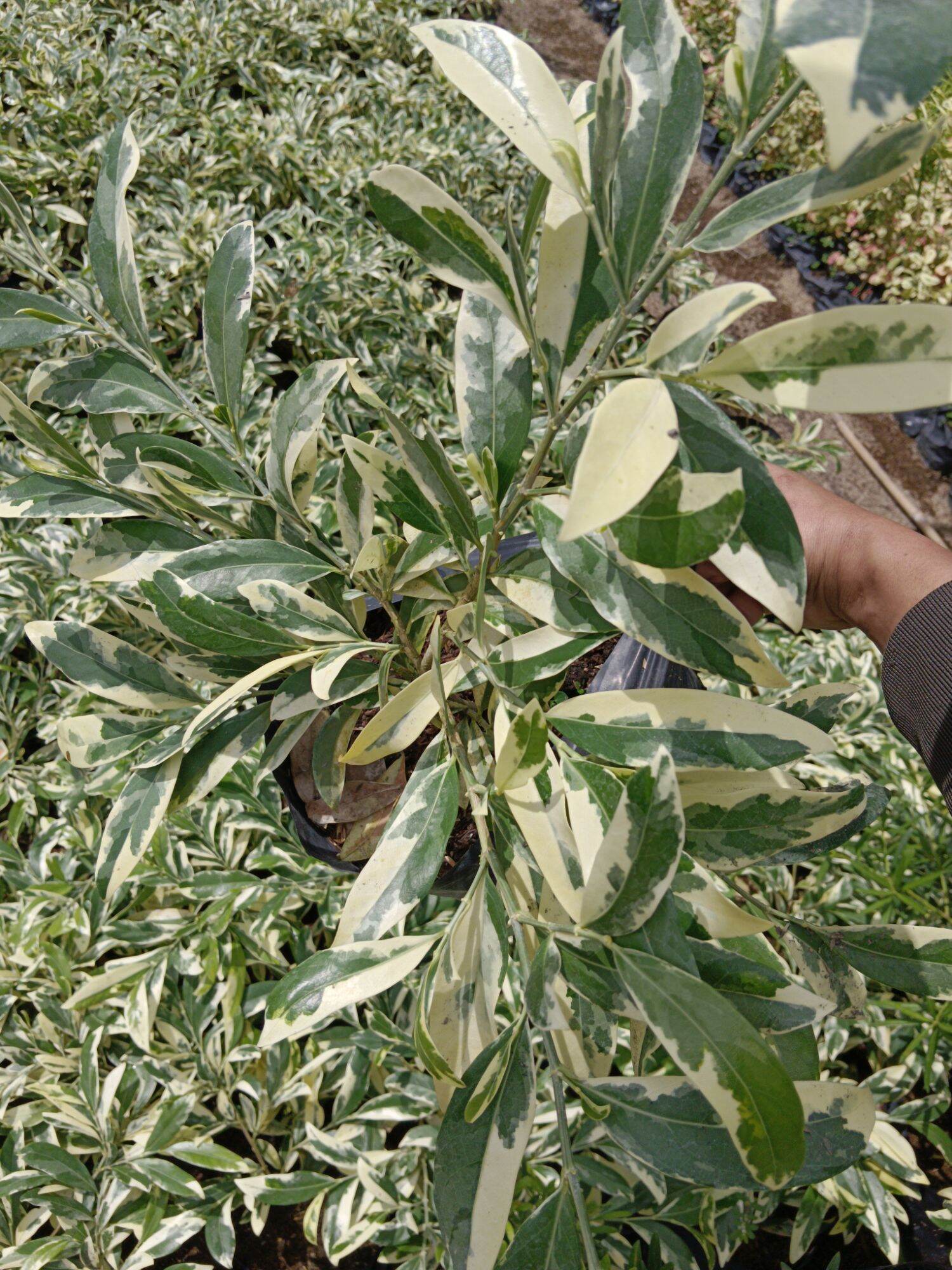 Matdo Elegant Variegated Plant Buy 2 Plus 1 Lazada PH